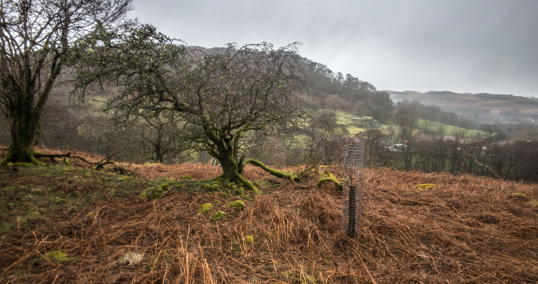 Young and old. New tree planting above Naddle Farm to fit in with the ...